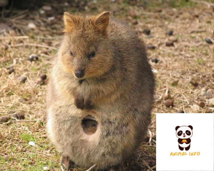 10 Fun Facts About coca animal-The Happiest Animal In The World