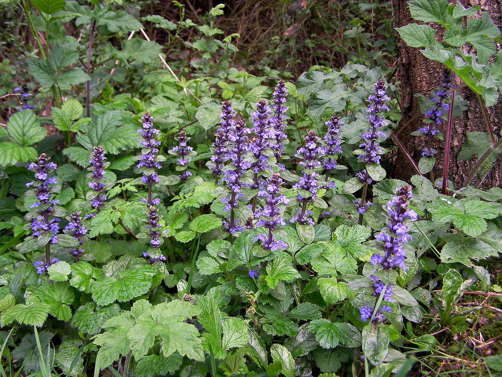 Random Jottings: Bugle