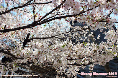 Travel around the world.: ชมความงามของดอกซากุระบานในฤดูใบไม้ผลิที่ ...