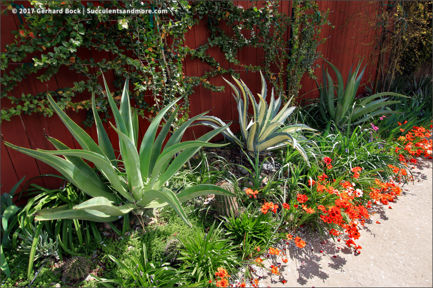 Sparaxis explosion in Marta's succulent garden