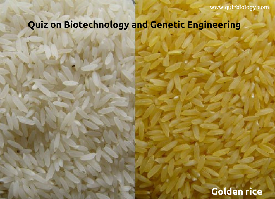 Quiz on Biotechnology and Genetic Engineering | Biotechnology Quiz