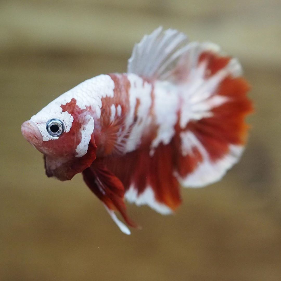The Best Live Male Halfmoon Plakat Tail (HMPK) White Mask With Red Base ...