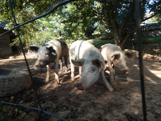 Thy Hand Hath Provided: October Pigs