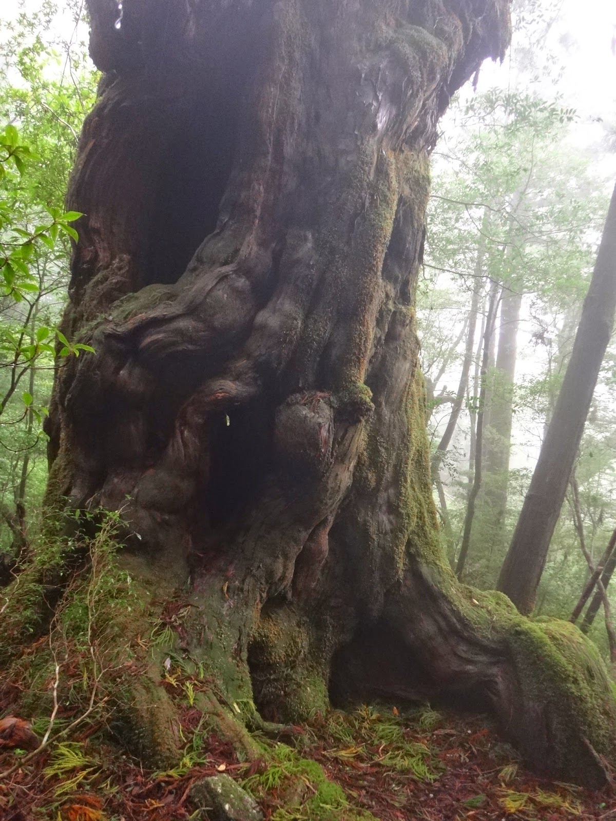 Yakushima Life: Abridged List of Yakusugi