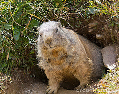 Groundhogs Animals | Latest Facts & Pictures | All Wildlife Photographs