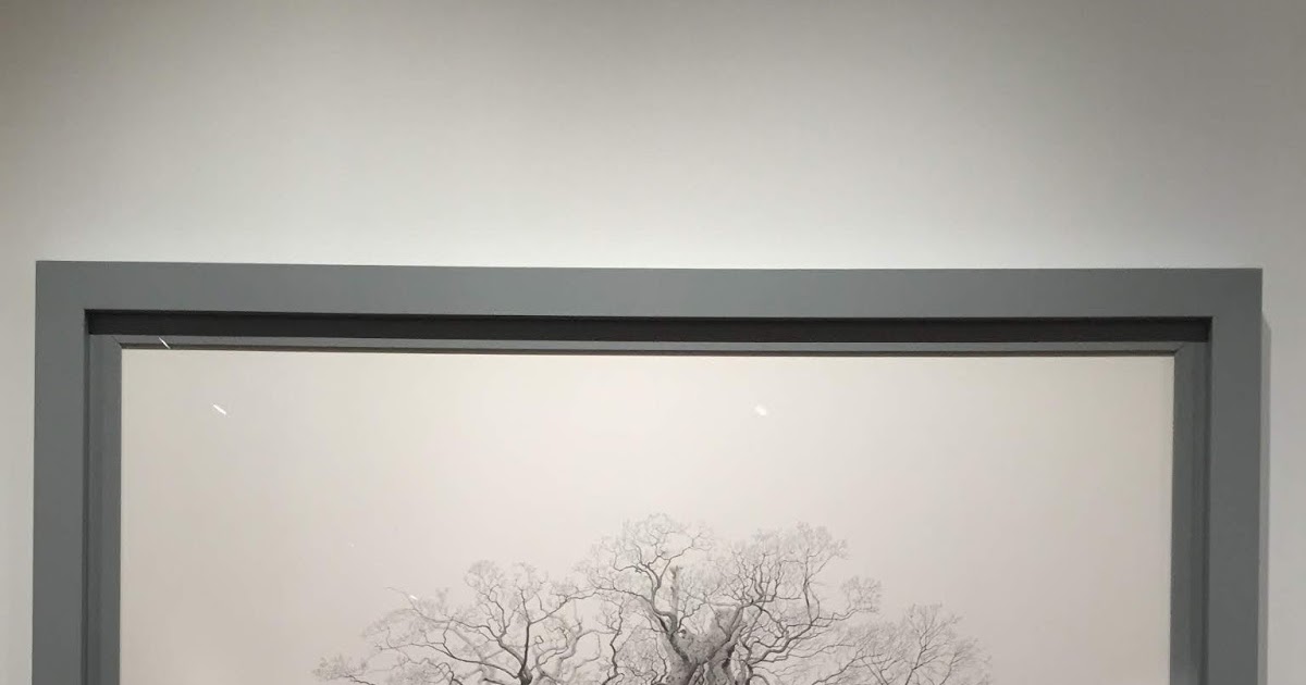 Pippa's Cabinet: A Legacy of Ancient Oaks by Mark Frith