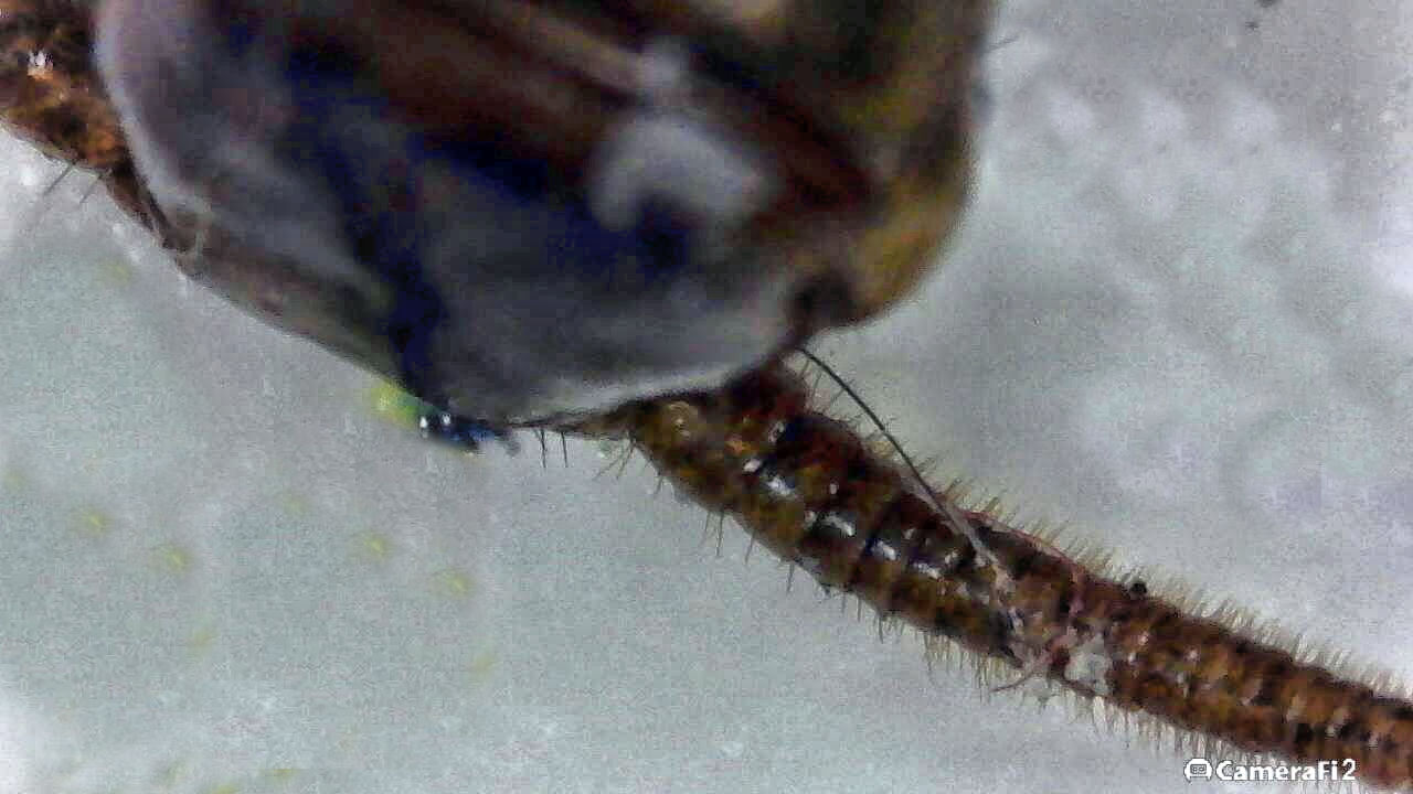 Don Schaeffer's Photos and Art: Views of a Dead Bug