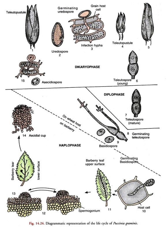 The Life Cycle of Wheat Stem: Life Cycle of Puccinia Graminis