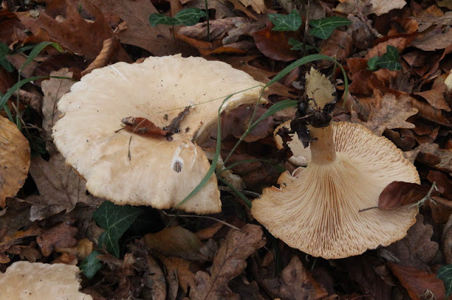 Guía de Setas y Hongos de Navarra.: Infundibulicybe geotropa (Bull ...