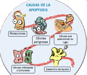 Apoptosis: Muerte celular programada.