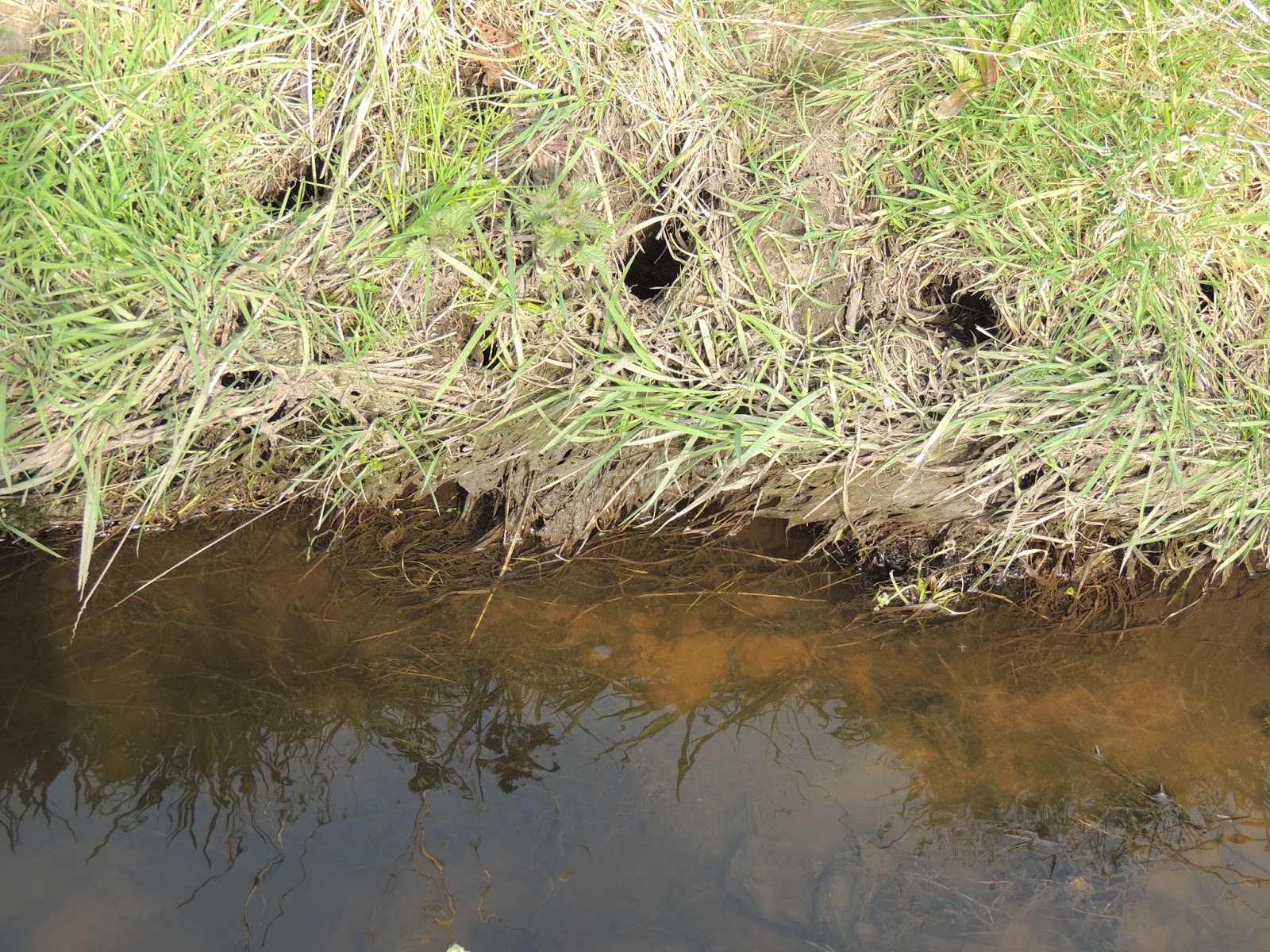 About a Brook: Burrow Bonanza!