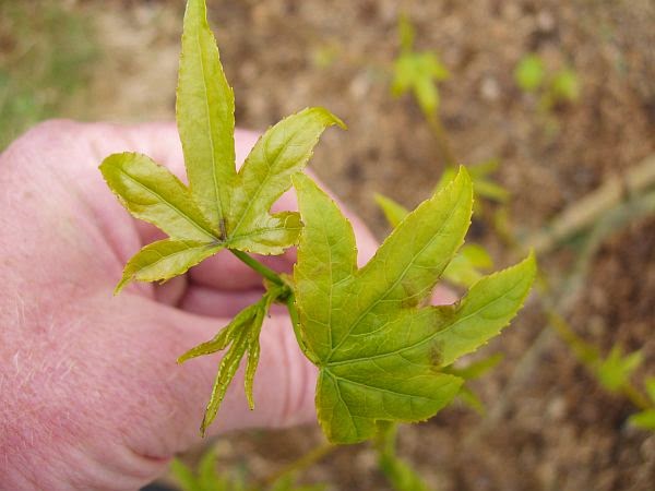 Our Vital Earth: Boxstone
