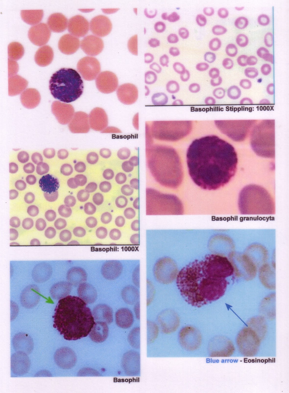 veteriner atmosphere: Fisiologi-Gambar sel-sel Darah