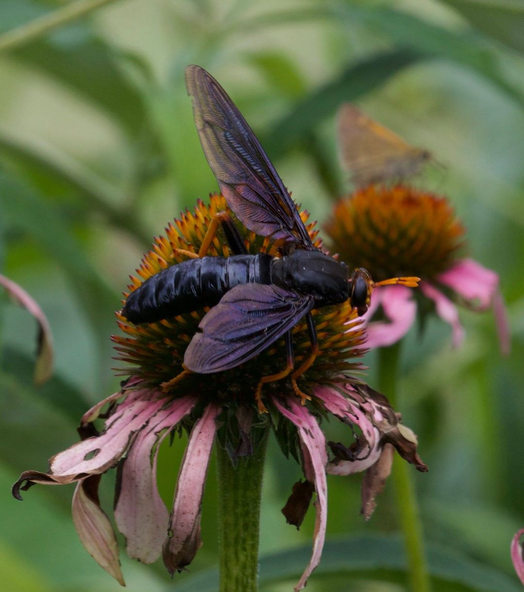 Springfield Plateau: Mydas Fly