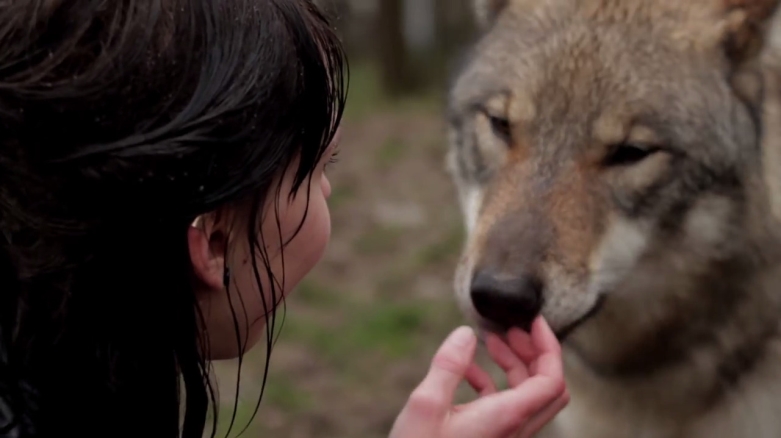 White Wolf : Wolves Rescued From Zoos, Now Enjoy Life At The Belgium ...