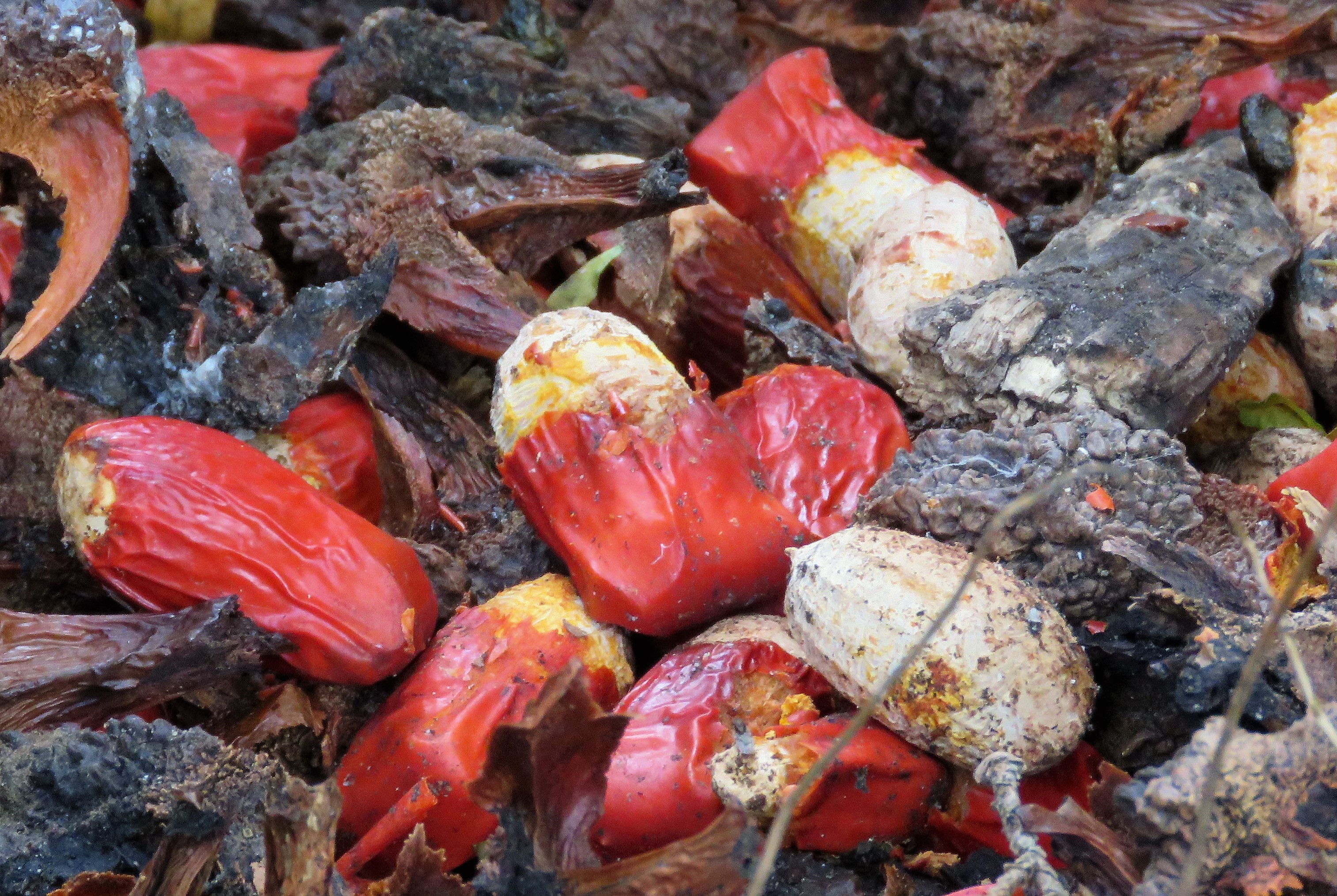 Searching the kitchen for a true aril