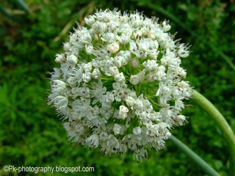 Onion Flowers | Nature, Cultural, and Travel Photography Blog