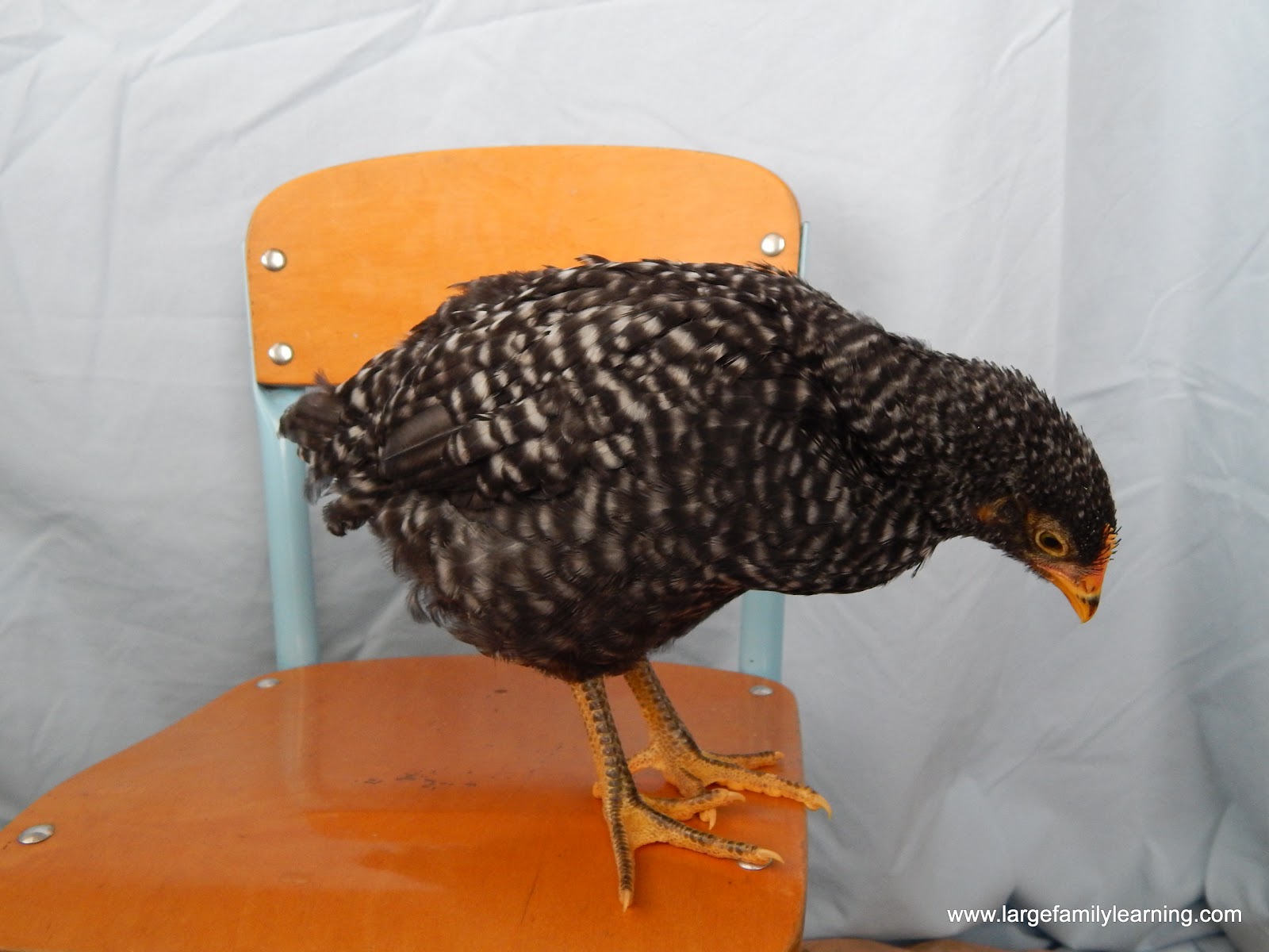 Large Family Learning : Raising Chickens: 6 Weeks Old