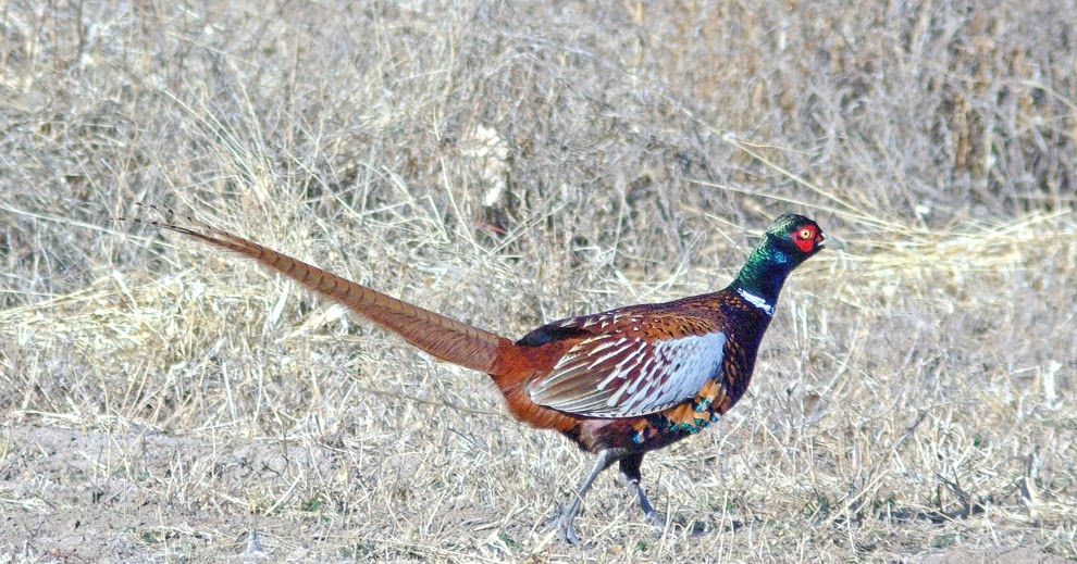 RING-NECKED PHEASANT