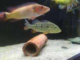 Jenis Jenis Peacock Bass /Pbass (Cichla Spesies) alias Pibas