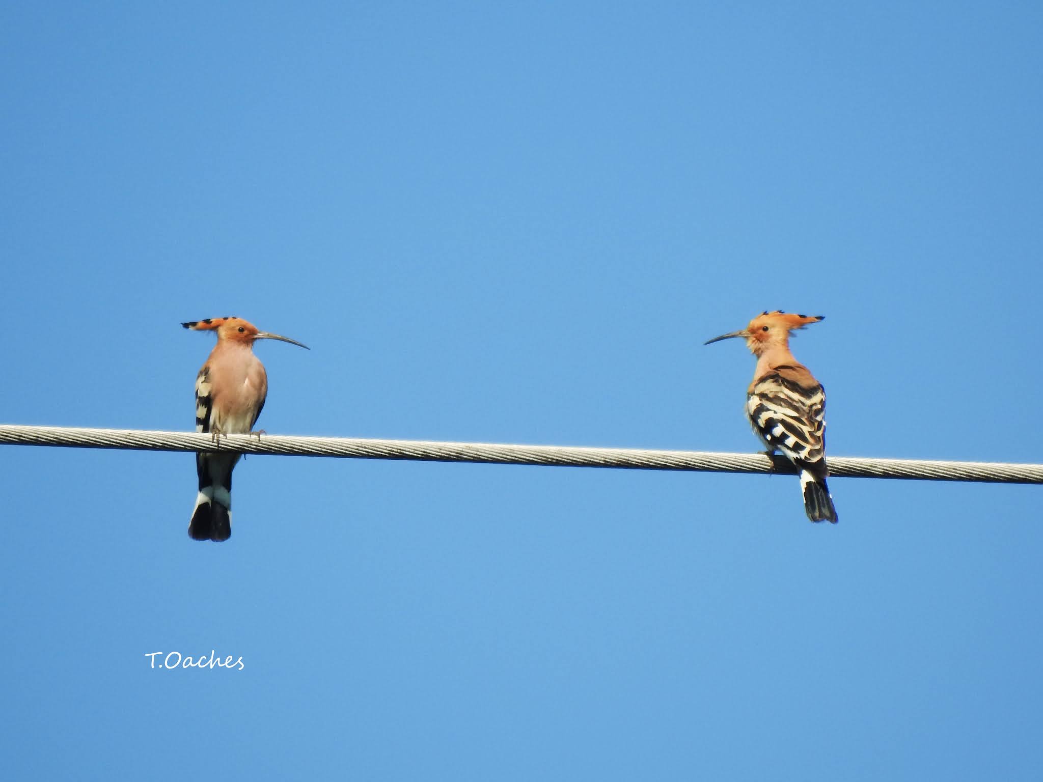 PASARI DIN ROMANIA: PUPAZA, Upupa epops
