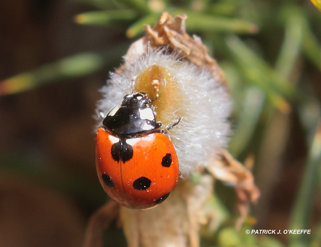 Raw Birds: SEVEN SPOT LADYBIRD or SEVEN SPOTTED LADYBUG (Sympetrum ...