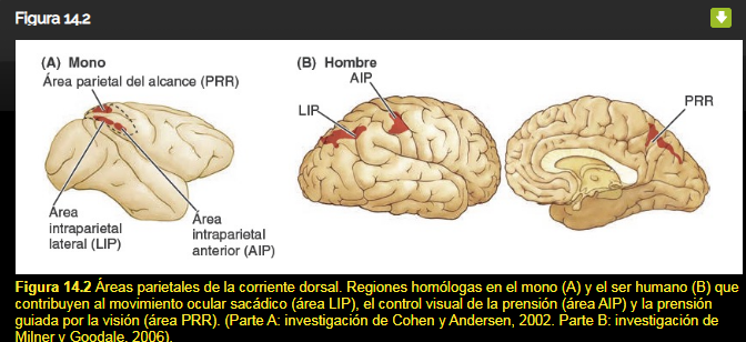 Corteza cerebral y Complejidad humana: Lóbulo Parietal