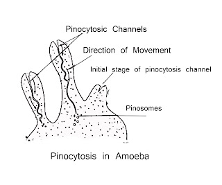 Nutrition in Protozoa