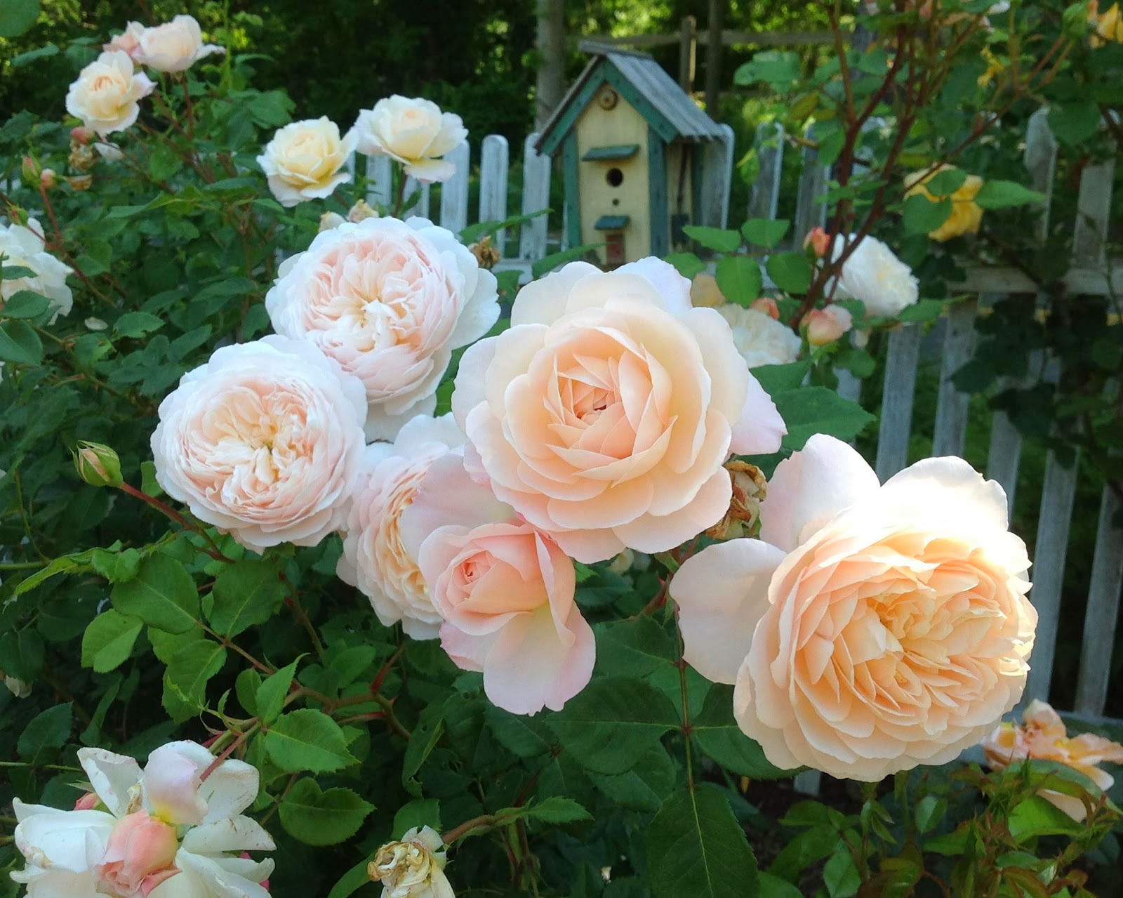Hibiscus House: PINK Is For Girls!