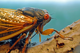 Real Monstrosities: Cicada