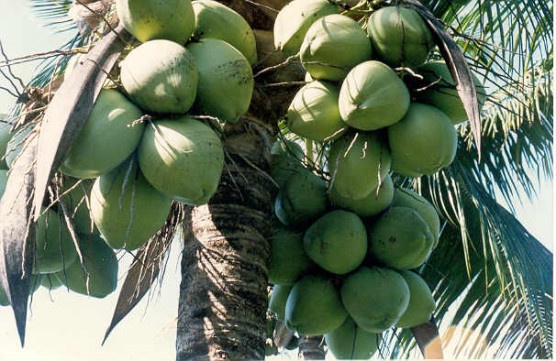 Blog do Ibraf: Melhoramento genético do coqueiro. Pesquisa na busca de ...