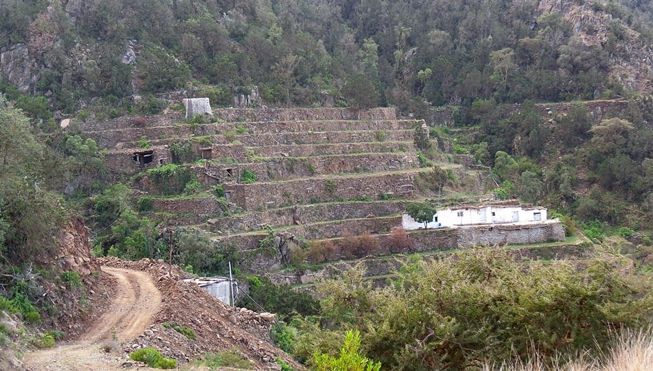 Birding for a Lark: Raydah escarpment
