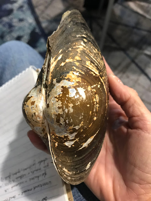 Window on a Texas Wildscape: Texas mussels