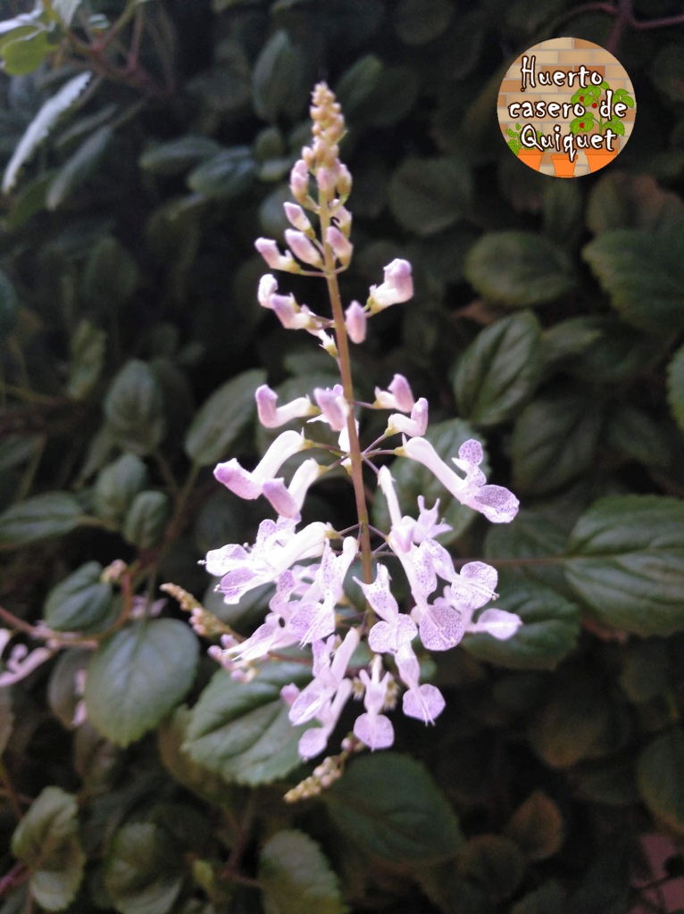 Huerto Casero de Quiquet: Planta del dinero o del dolar