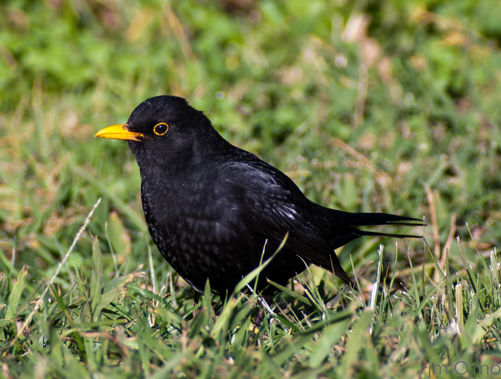 HEGAZTIKLIK: MIRLO COMÚN (Turdus merula)