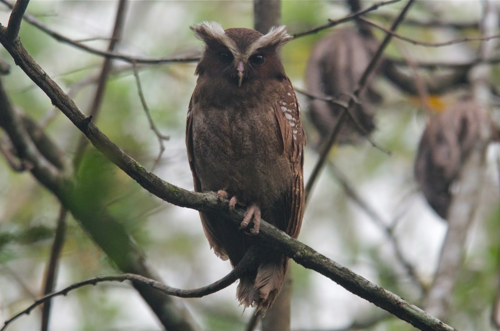 Jan Axel's Blog: Bird of the Month: Crested Owl