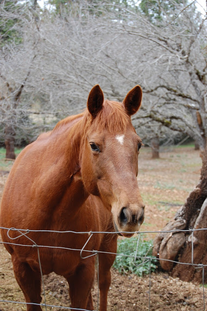 Over Good Ground: Have you ever heard a donkey bray?