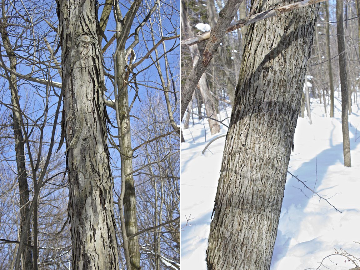Flora Urbana: Les Caryers du mont Royal
