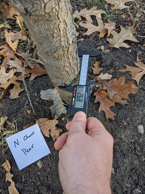 Backyard Tree Caliper Measurements - January 2020