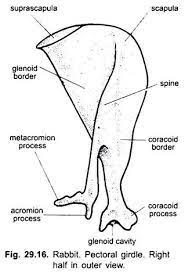 Scapula | Gross Anatomy | Anjani Mishra