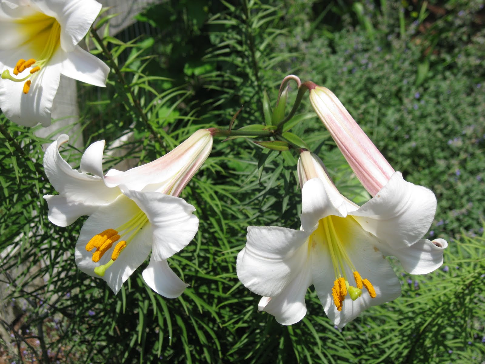 little augury: ...lily, lily,