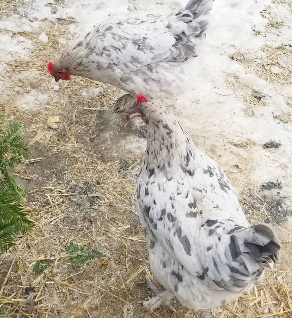 French Marans Chickens | Dark Brown Egg Layers - Fresh Eggs Daily® with ...