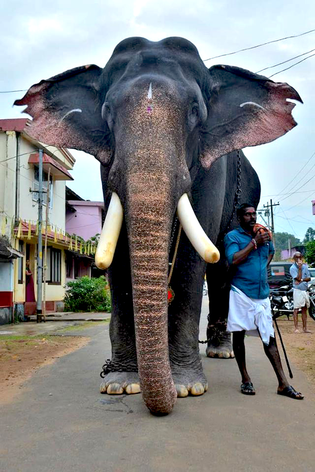 Pambady Rajan HD photos - Kerala elephant Pambady Rajan hd images