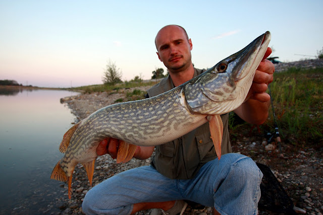 Fishing In Croatia (and in the neighbourhood): Monster pike long 107 cm ...