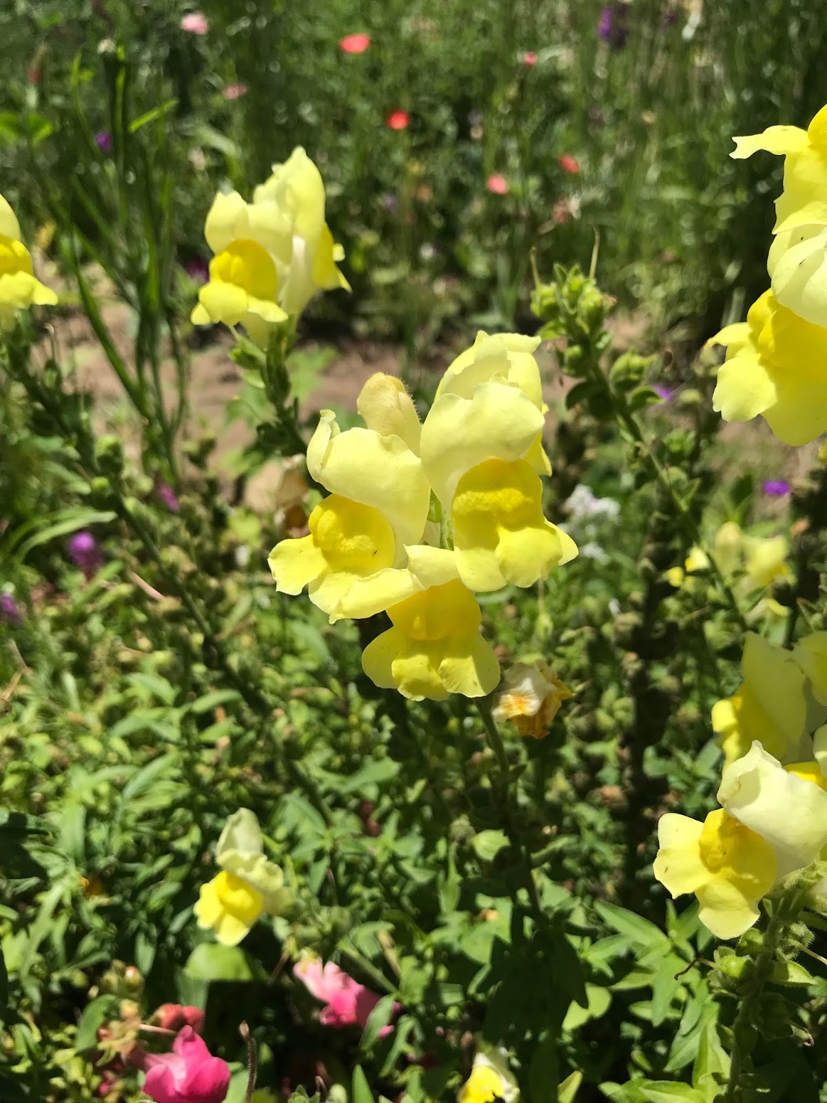 On Discovering A Garden: Gopher Resistant Plants