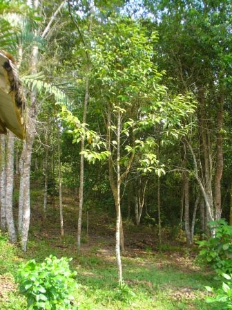 Shorea leprosula | Pustaka Flora | Database Tanaman Landscape