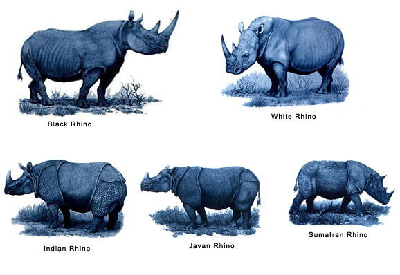 EKOGEO: BADAK : MAMALIA TERBESAR DAN TERBERAT SETELAH GAJAH