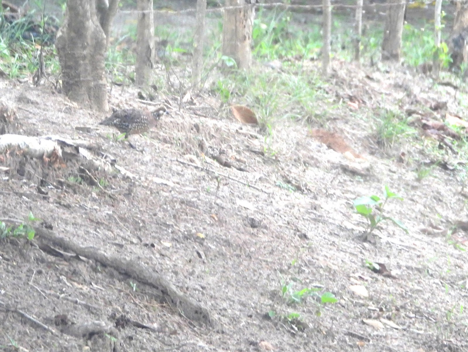 Bird & Travel Photos, Birding Sites, Bird Information: CRESTED BOBWHITE ...