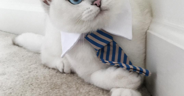 Inspirasi Istimewa Gambar Kucing Comel Di Dunia, Yang Menawan!