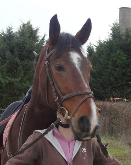 Mon carnet de bord équestre...: Longe et cinéma